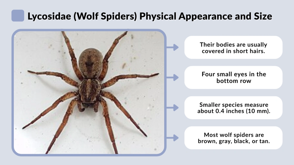 Lycosidae (Wolf Spiders): Size, Habitat, Diet, Nest, and Behavior