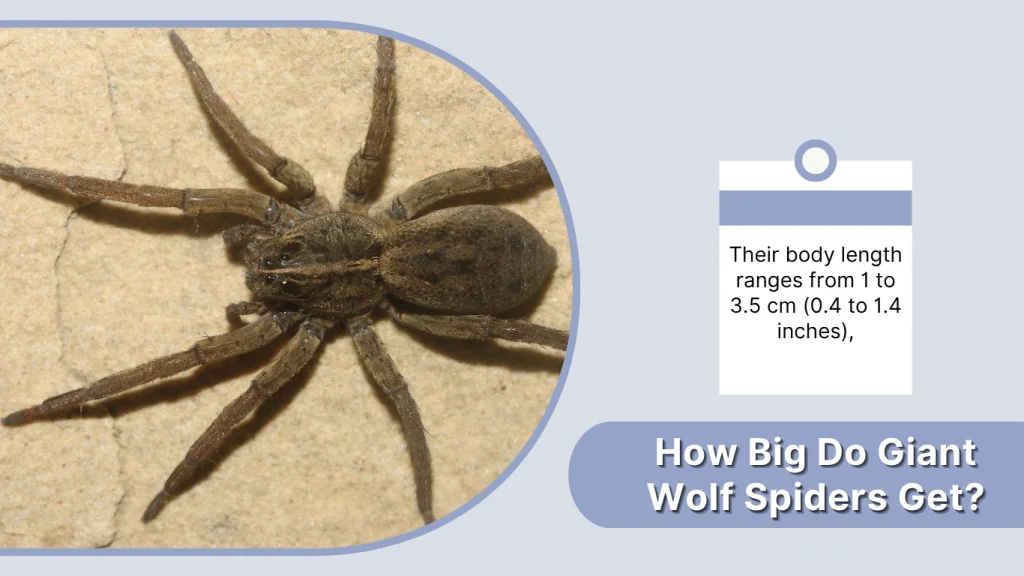 Giant Wolf Spider: Size, Bite, Habitat & Facts You Should Know